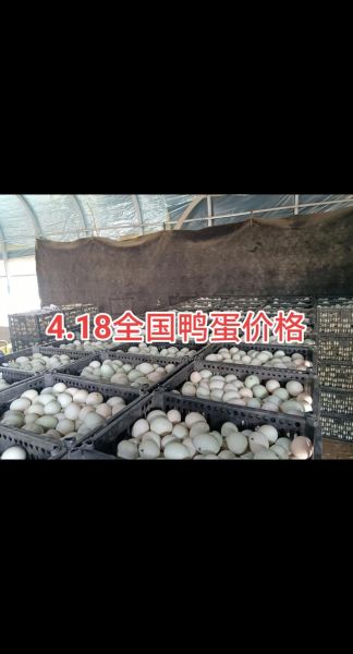 鸭蛋价格今日多少钱一斤_鸭蛋行情为什么波动大-第1张图片-山城妙识 鸭蛋价格今日多少钱一斤_鸭蛋行情为什么波动大-第1张图片-山城妙识