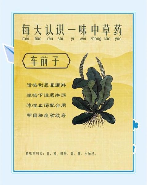 车前子壳怎么吃_车前子壳的功效与副作用-第3张图片-山城妙识 车前子壳怎么吃_车前子壳的功效与副作用-第3张图片-山城妙识