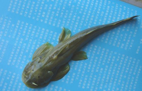 中国鲶鱼品种大全图片_哪种最好吃-第2张图片-山城妙识