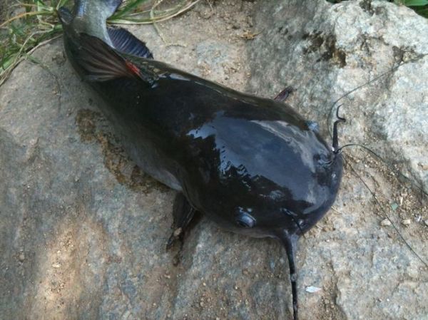 中国鲶鱼品种大全图片_哪种最好吃-第1张图片-山城妙识