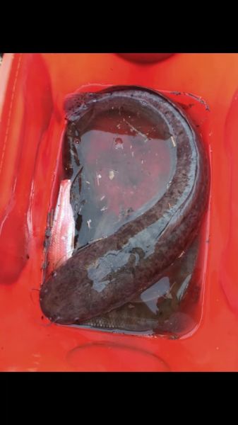 中国鲶鱼品种大全图片_哪种最好吃-第3张图片-山城妙识