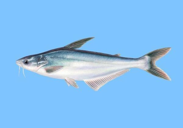 龙利鱼是什么鱼_龙利鱼是海里的还是淡水的-第3张图片-山城妙识 龙利鱼是什么鱼_龙利鱼是海里的还是淡水的-第3张图片-山城妙识