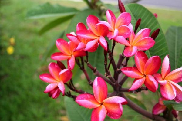鸡蛋花别名有哪些_鸡蛋花为什么叫缅栀子-第3张图片-山城妙识 鸡蛋花别名有哪些_鸡蛋花为什么叫缅栀子-第3张图片-山城妙识