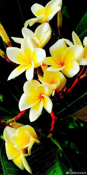 鸡蛋花别名有哪些_鸡蛋花为什么叫缅栀子-第1张图片-山城妙识 鸡蛋花别名有哪些_鸡蛋花为什么叫缅栀子-第1张图片-山城妙识