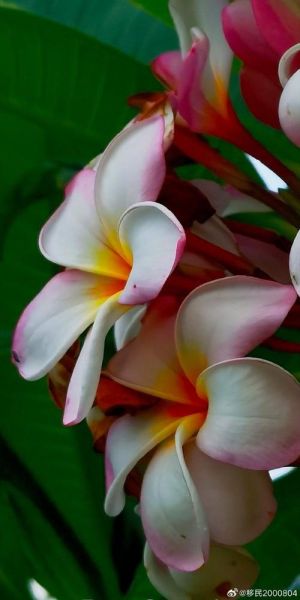 鸡蛋花别名有哪些_鸡蛋花为什么叫缅栀子-第2张图片-山城妙识 鸡蛋花别名有哪些_鸡蛋花为什么叫缅栀子-第2张图片-山城妙识