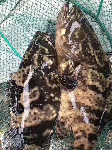 野生石斑鱼多少钱一斤_野生石斑鱼价格为什么贵-第1张图片-山城妙识