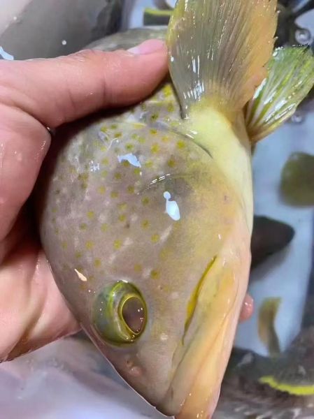 野生石斑鱼多少钱一斤_野生石斑鱼价格为什么贵-第3张图片-山城妙识