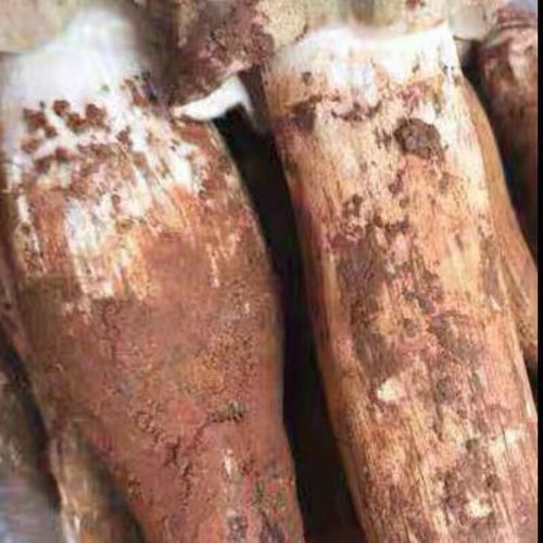 鸡枞菌种植条件_鸡枞菌怎么种-第2张图片-山城妙识 鸡枞菌种植条件_鸡枞菌怎么种-第2张图片-山城妙识