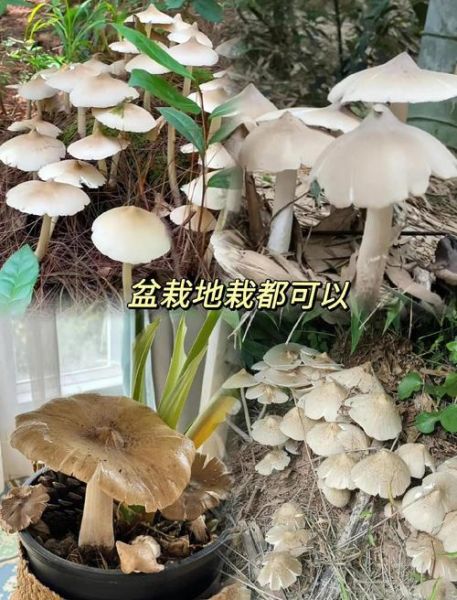 鸡枞菌种植条件_鸡枞菌怎么种-第1张图片-山城妙识 鸡枞菌种植条件_鸡枞菌怎么种-第1张图片-山城妙识