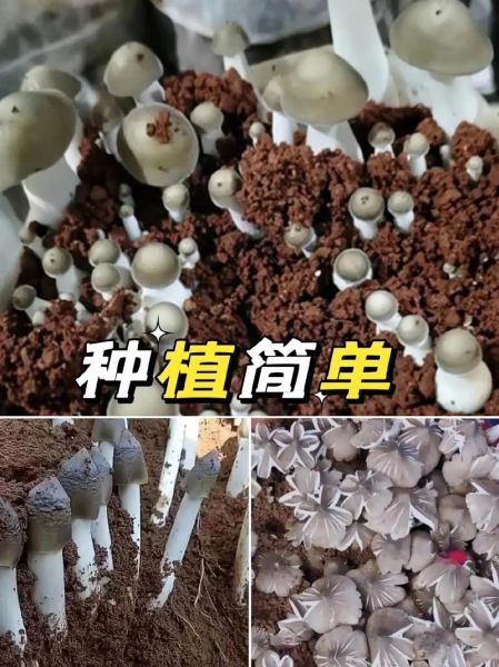 鸡枞菌种植条件_鸡枞菌怎么种-第3张图片-山城妙识 鸡枞菌种植条件_鸡枞菌怎么种-第3张图片-山城妙识