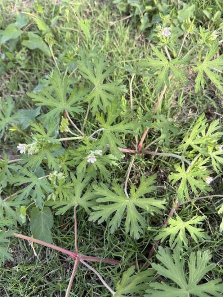 老鸹头是什么_老鸹头怎么治-第2张图片-山城妙识 老鸹头是什么_老鸹头怎么治-第2张图片-山城妙识