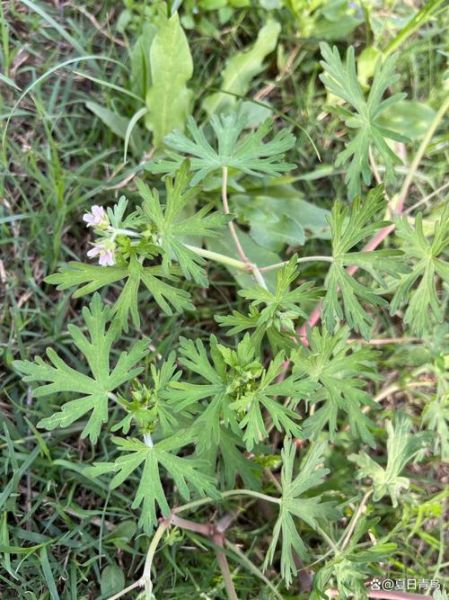 老鸹头是什么_老鸹头怎么治-第3张图片-山城妙识 老鸹头是什么_老鸹头怎么治-第3张图片-山城妙识