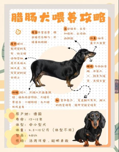腊肠犬为什么不好养_新手养腊肠犬的注意事项-第1张图片-山城妙识