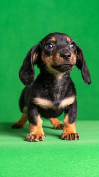 腊肠犬为什么不好养_新手养腊肠犬的注意事项-第3张图片-山城妙识