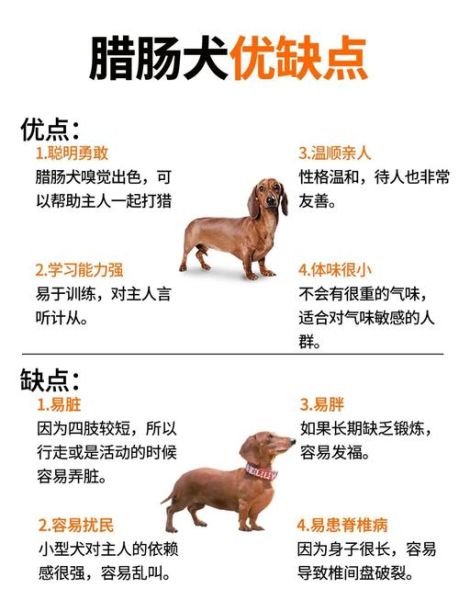 腊肠犬为什么不好养_新手养腊肠犬的注意事项-第2张图片-山城妙识