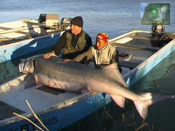 鳇鱼最大有多大_鳇鱼能长多少斤-第1张图片-山城妙识 鳇鱼最大有多大_鳇鱼能长多少斤-第1张图片-山城妙识
