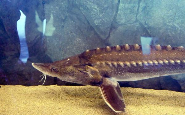 鳇鱼最大有多大_鳇鱼能长多少斤-第2张图片-山城妙识 鳇鱼最大有多大_鳇鱼能长多少斤-第2张图片-山城妙识