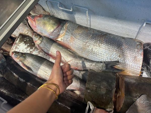 鳇鱼最大有多大_鳇鱼能长多少斤-第3张图片-山城妙识 鳇鱼最大有多大_鳇鱼能长多少斤-第3张图片-山城妙识