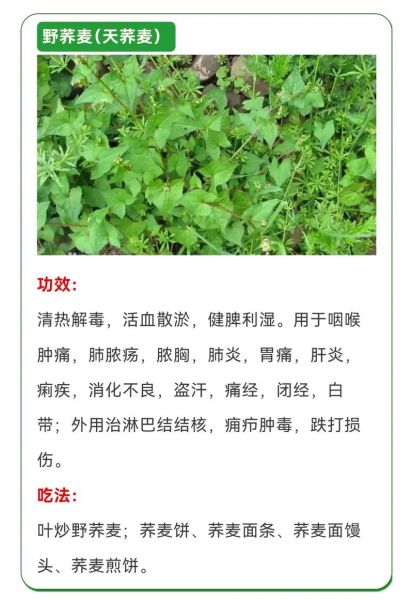 野菜大全有哪些_野菜图片及名称-第2张图片-山城妙识 野菜大全有哪些_野菜图片及名称-第2张图片-山城妙识