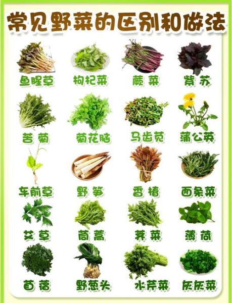 野菜大全有哪些_野菜图片及名称-第1张图片-山城妙识 野菜大全有哪些_野菜图片及名称-第1张图片-山城妙识