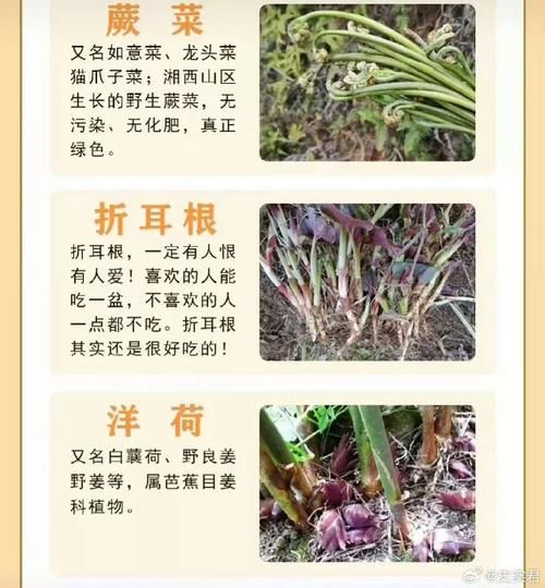 野菜大全有哪些_野菜图片及名称-第3张图片-山城妙识 野菜大全有哪些_野菜图片及名称-第3张图片-山城妙识