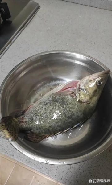 桂鱼多少钱一斤2019_2019年桂鱼价格走势-第1张图片-山城妙识 桂鱼多少钱一斤2019_2019年桂鱼价格走势-第1张图片-山城妙识