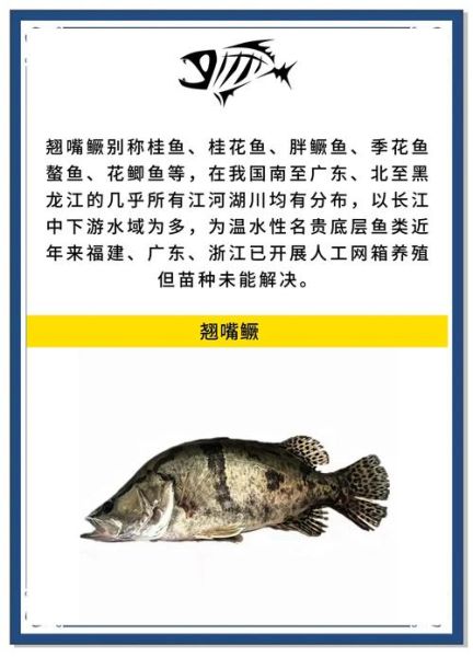 桂鱼多少钱一斤2019_2019年桂鱼价格走势-第2张图片-山城妙识 桂鱼多少钱一斤2019_2019年桂鱼价格走势-第2张图片-山城妙识