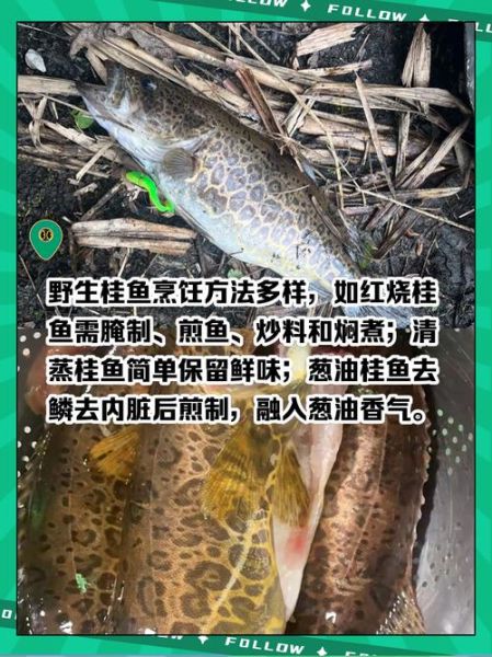 桂鱼多少钱一斤2019_2019年桂鱼价格走势-第3张图片-山城妙识 桂鱼多少钱一斤2019_2019年桂鱼价格走势-第3张图片-山城妙识