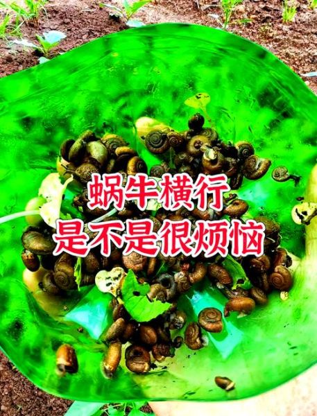 非洲大蜗牛入侵怎么办_如何彻底消灭-第1张图片-山城妙识 非洲大蜗牛入侵怎么办_如何彻底消灭-第1张图片-山城妙识