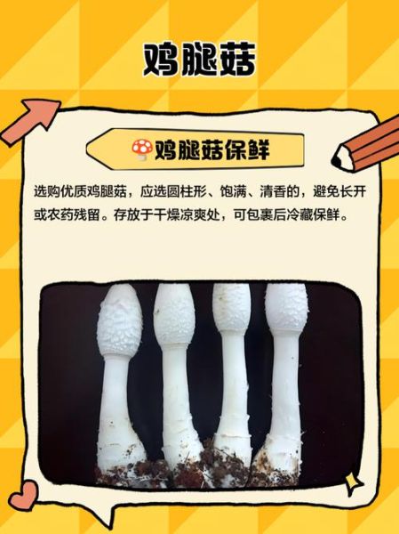 鸡腿菇热量是多少_减肥能吃吗-第1张图片-山城妙识 鸡腿菇热量是多少_减肥能吃吗-第1张图片-山城妙识