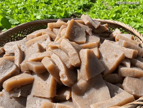 魔芋长什么样子_魔芋的外形特征-第1张图片-山城妙识 魔芋长什么样子_魔芋的外形特征-第1张图片-山城妙识