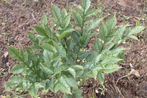 魔芋长什么样子_魔芋的外形特征-第3张图片-山城妙识 魔芋长什么样子_魔芋的外形特征-第3张图片-山城妙识