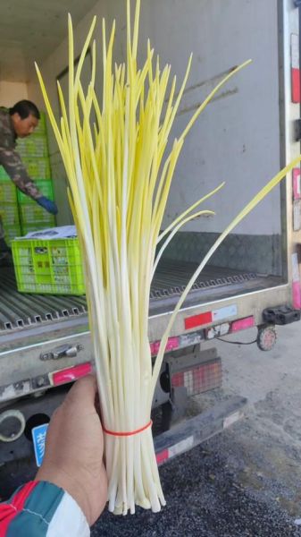 蒜黄价格多少钱一斤_蒜黄价格为何波动大-第1张图片-山城妙识 蒜黄价格多少钱一斤_蒜黄价格为何波动大-第1张图片-山城妙识