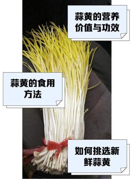 蒜黄价格多少钱一斤_蒜黄价格为何波动大-第3张图片-山城妙识 蒜黄价格多少钱一斤_蒜黄价格为何波动大-第3张图片-山城妙识