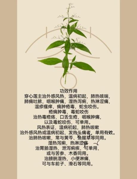 穿心莲生吃好还是熟吃好_功效差异与食用建议-第2张图片-山城妙识 穿心莲生吃好还是熟吃好_功效差异与食用建议-第2张图片-山城妙识