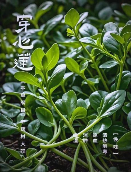 穿心莲生吃好还是熟吃好_功效差异与食用建议-第1张图片-山城妙识 穿心莲生吃好还是熟吃好_功效差异与食用建议-第1张图片-山城妙识