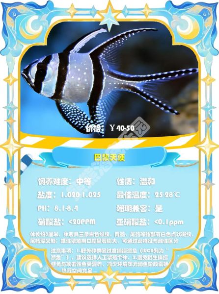 鲷鱼种类有哪些_如何区分常见鲷鱼-第3张图片-山城妙识 鲷鱼种类有哪些_如何区分常见鲷鱼-第3张图片-山城妙识