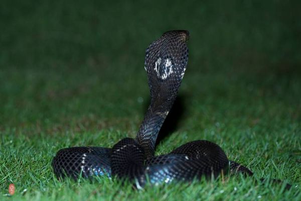 眼镜王蛇有毒吗_被咬后多久会死-第1张图片-山城妙识 眼镜王蛇有毒吗_被咬后多久会死-第1张图片-山城妙识