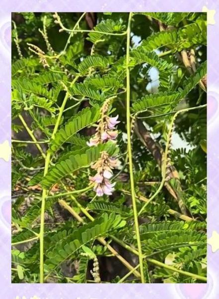 鸡骨草胶囊功效与作用_鸡骨草胶囊副作用-第2张图片-山城妙识 鸡骨草胶囊功效与作用_鸡骨草胶囊副作用-第2张图片-山城妙识