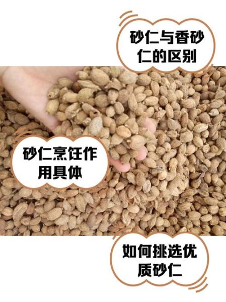 香砂和砂仁的区别_香砂与砂仁图片对比-第1张图片-山城妙识 香砂和砂仁的区别_香砂与砂仁图片对比-第1张图片-山城妙识