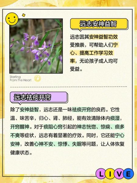 远志的功效与作用吃法_远志怎么泡水喝-第3张图片-山城妙识