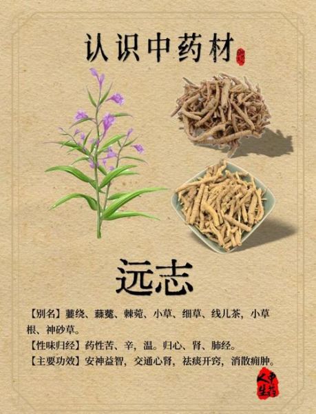 远志的功效与作用吃法_远志怎么泡水喝-第1张图片-山城妙识