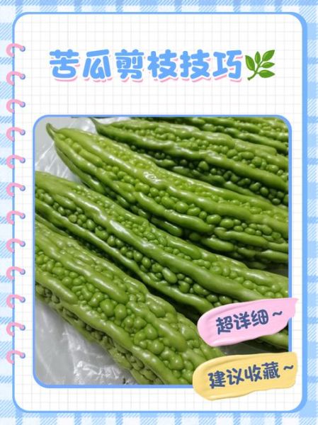 苦瓜怎么切_苦瓜怎么切不苦-第1张图片-山城妙识 苦瓜怎么切_苦瓜怎么切不苦-第1张图片-山城妙识
