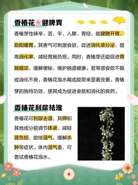 香椿花的功效与作用_香椿花有什么副作用-第1张图片-山城妙识