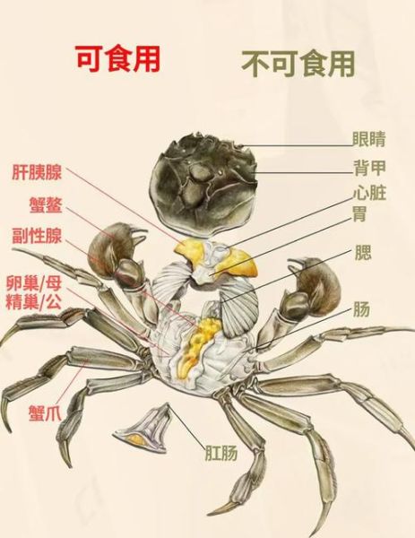 螃蟹怎么清洗内脏_图解步骤-第1张图片-山城妙识