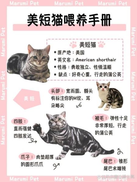 起司猫一般多少钱一只_起司猫价格影响因素-第1张图片-山城妙识 起司猫一般多少钱一只_起司猫价格影响因素-第1张图片-山城妙识