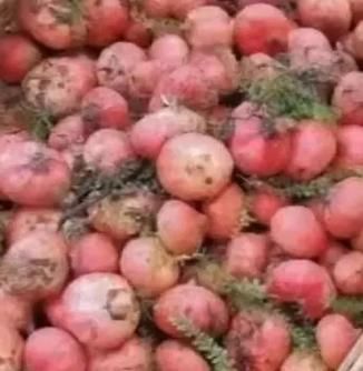 野地瓜几月份成熟_野地瓜成熟时间-第3张图片-山城妙识