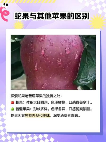 蛇果和苹果的区别_蛇果为什么那么贵-第2张图片-山城妙识 蛇果和苹果的区别_蛇果为什么那么贵-第2张图片-山城妙识