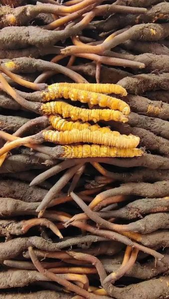 长期吃虫草会促进肿瘤增长吗_虫草与癌症风险真相-第1张图片-山城妙识 长期吃虫草会促进肿瘤增长吗_虫草与癌症风险真相-第1张图片-山城妙识