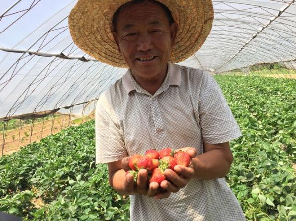 种草莓的危害_草莓印多久能消-第3张图片-山城妙识 种草莓的危害_草莓印多久能消-第3张图片-山城妙识